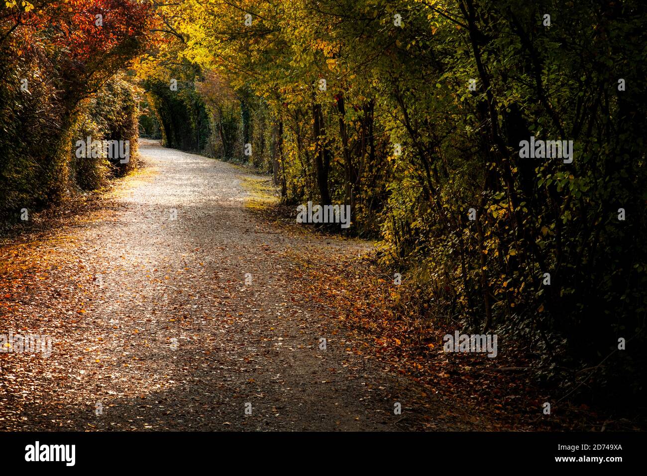 Magical autumn scene hi-res stock photography and images - Alamy