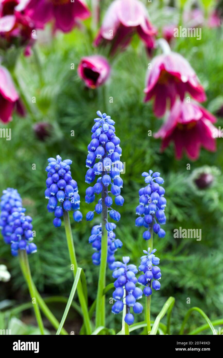Spring garden flowers muscari pasque flower pulsatilla vulgaris hi-res ...