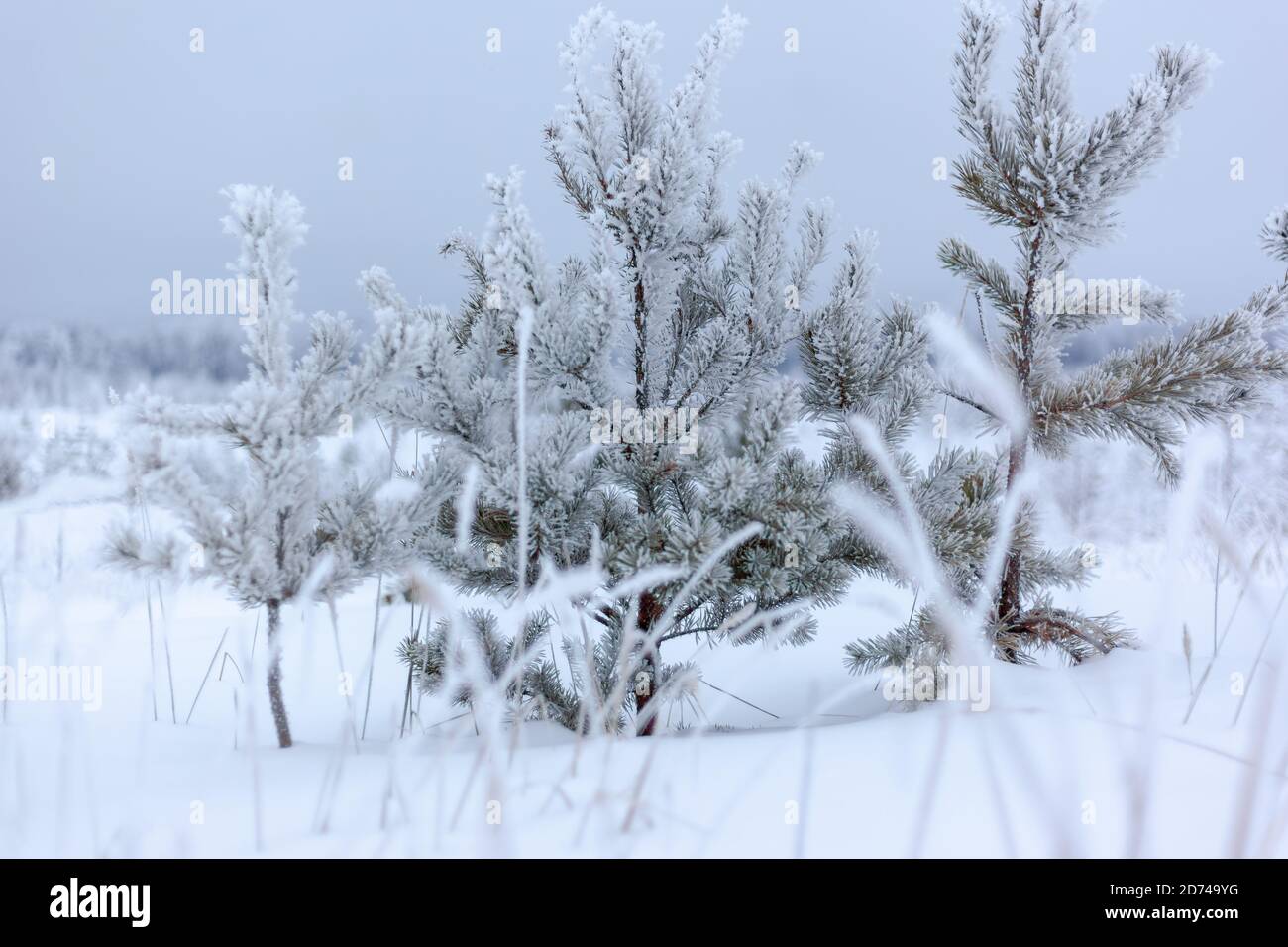 three small pine trees Stock Photo - Alamy
