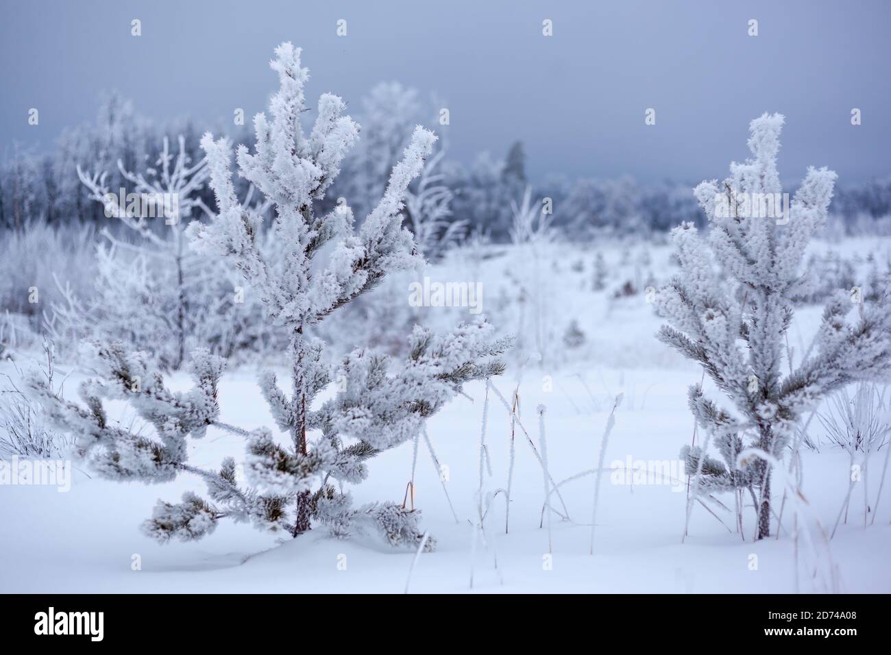 two small pine trees in the snow Stock Photo - Alamy