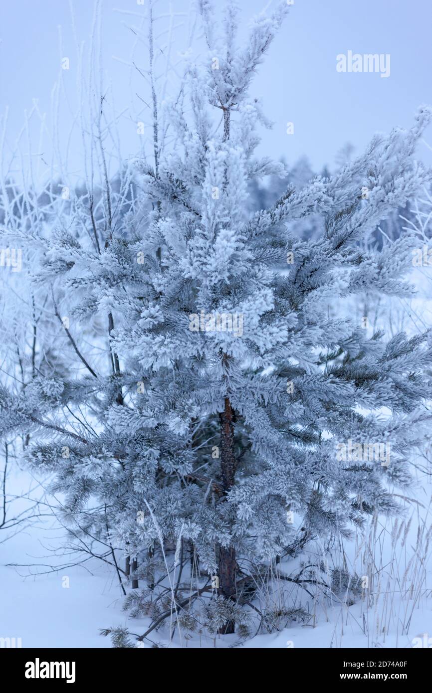Snow covered pine tree in winter with bright blue sky hi-res stock ...