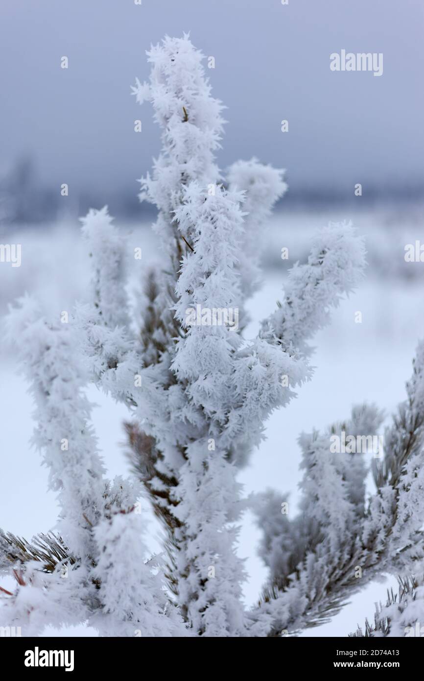 Snow covered pine tree in winter with bright blue sky hi-res stock ...