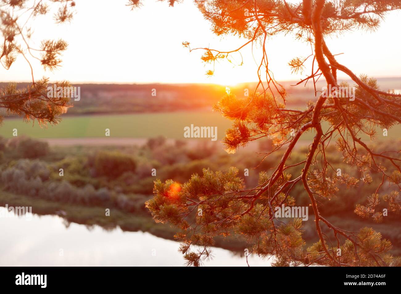 sunset through pine branches Stock Photo - Alamy