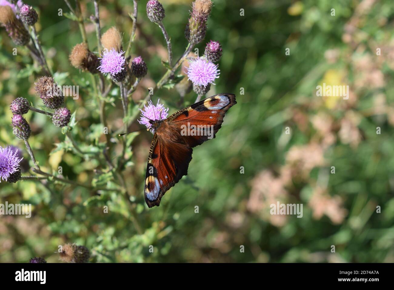 European peacock butterfly Stock Photo - Alamy