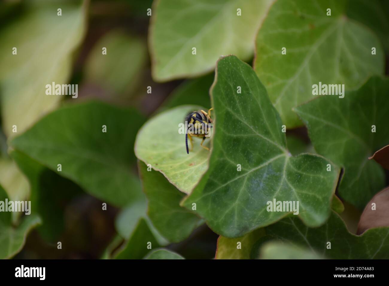wasp taking a rest Stock Photo - Alamy