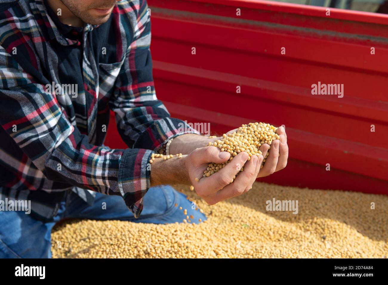 Hands of peasant holding soy beans after harvest Stock Photo - Alamy