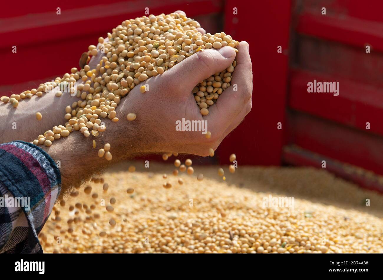 Hands of peasant holding soy beans after harvest Stock Photo - Alamy