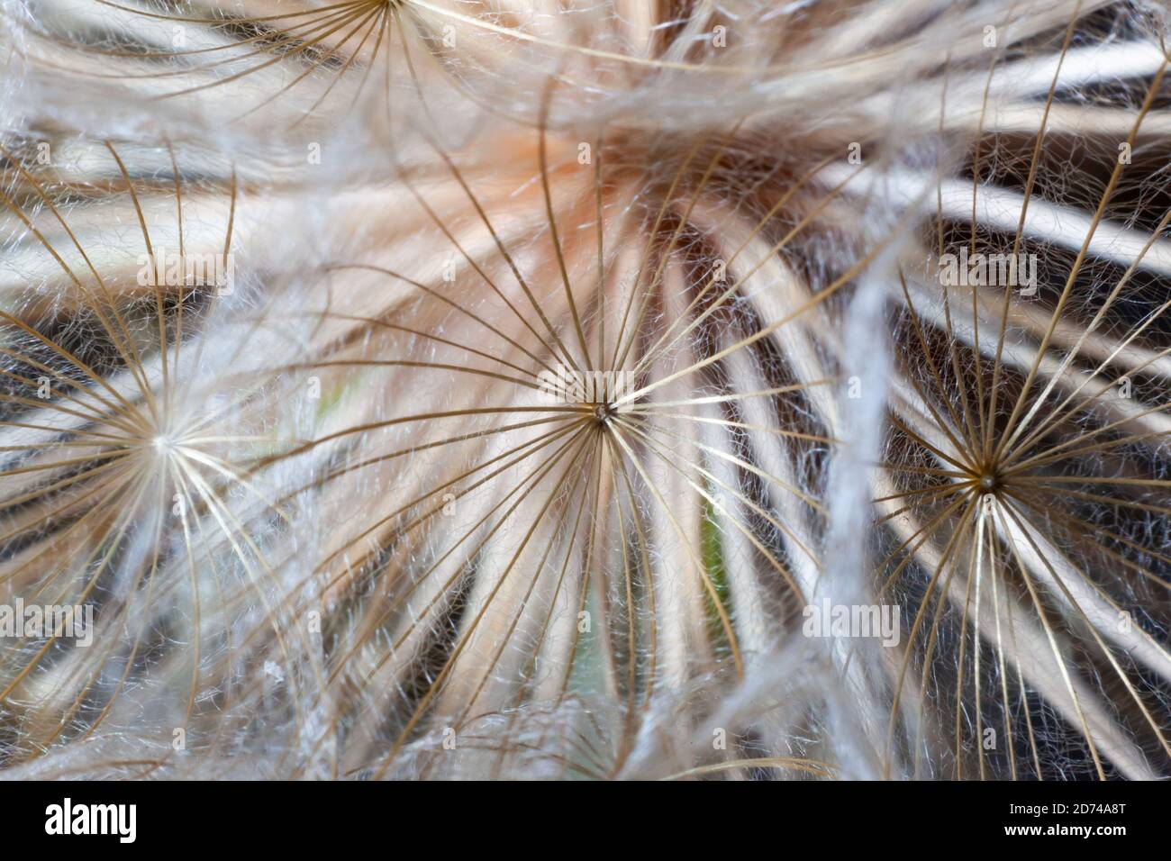 big dandelion close-up Stock Photo - Alamy