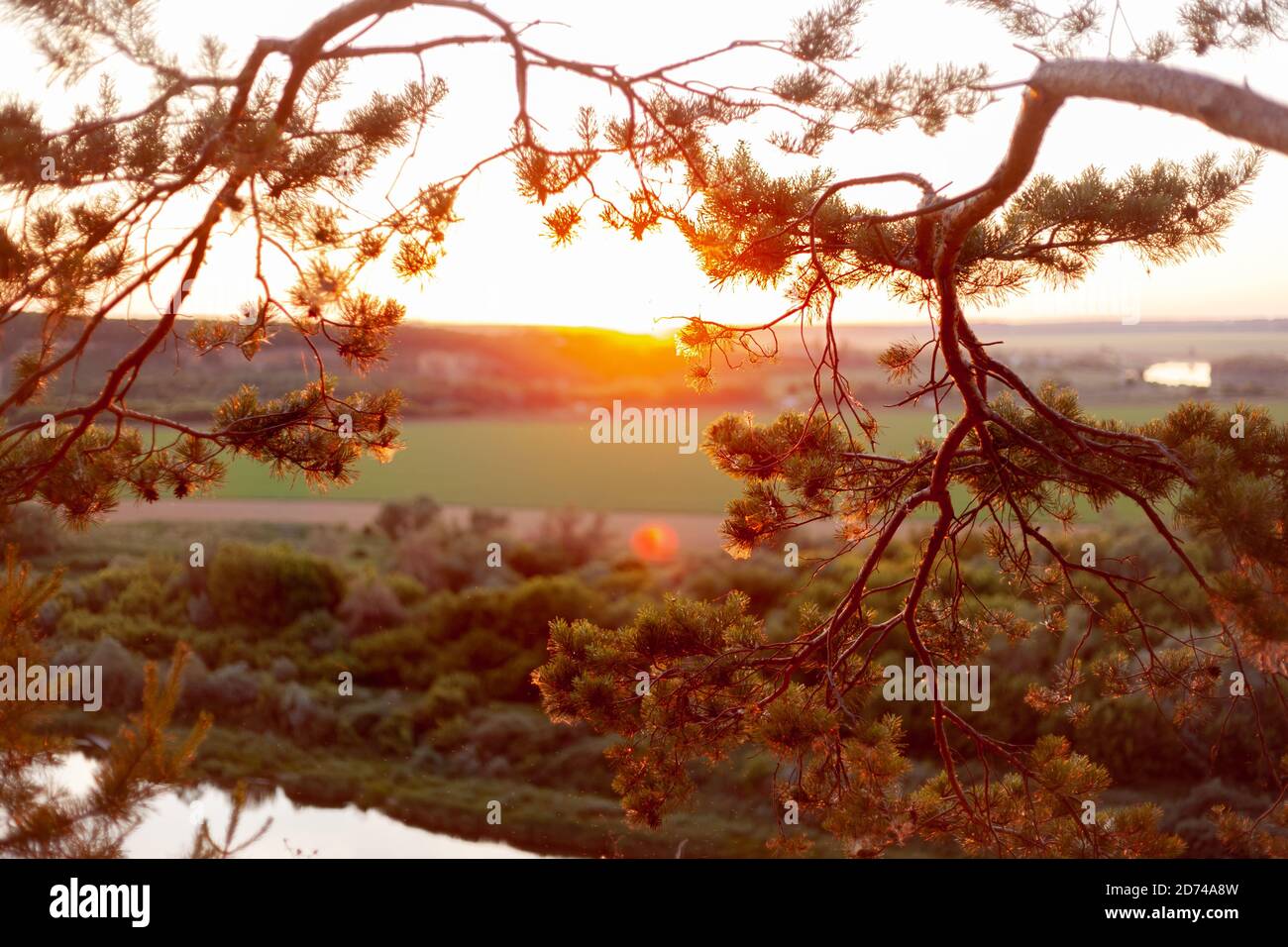 Sunset through pine branches hi-res stock photography and images - Alamy