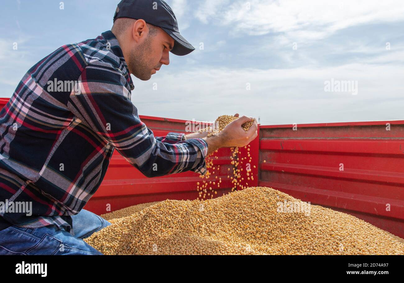 Hands of peasant holding soy beans after harvest Stock Photo - Alamy