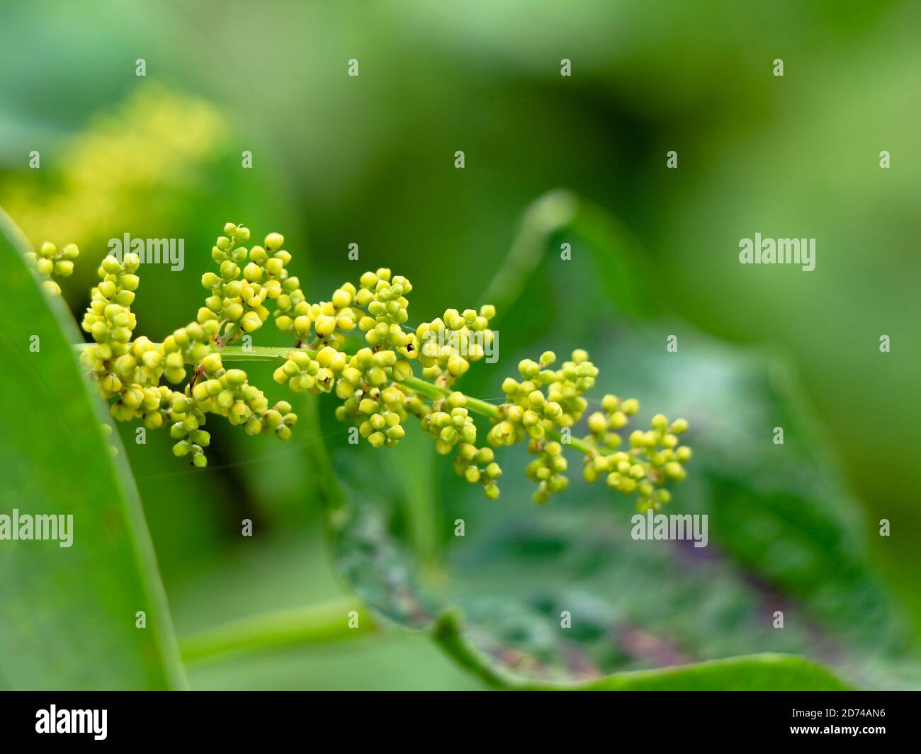 Flower of dioscorea alata known as purple yam or greater yam, selective ...
