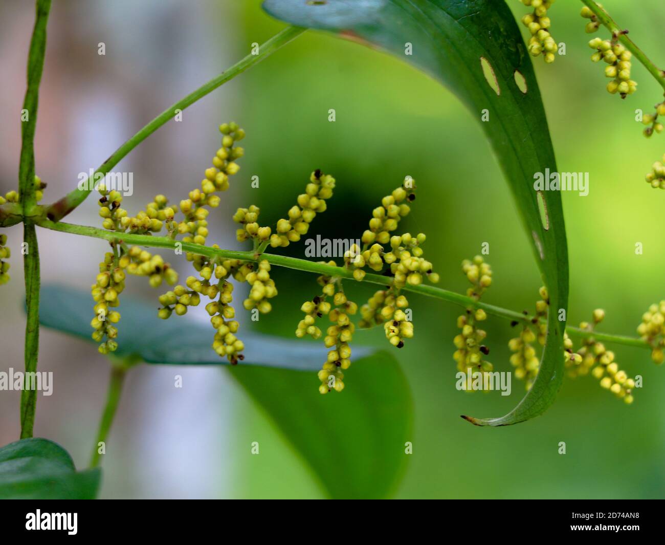 Flower of dioscorea alata known as purple yam or greater yam, selective ...
