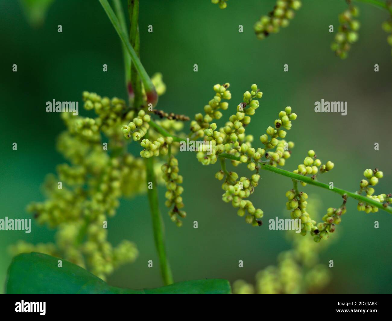 Flower of dioscorea alata known as purple yam or greater yam, selective ...