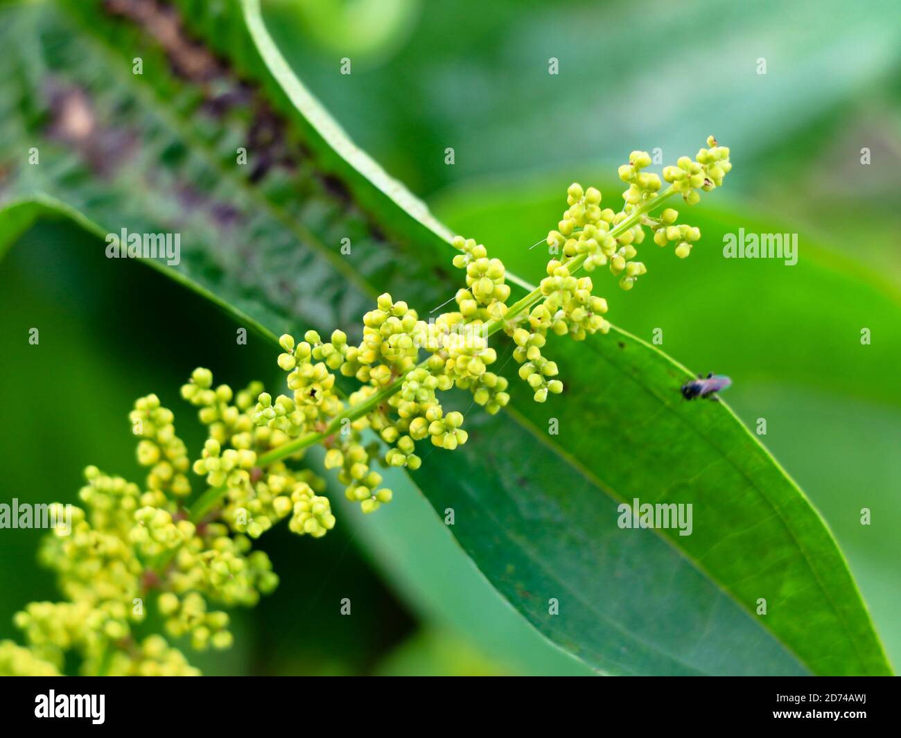 Flower of dioscorea alata known as purple yam or greater yam, selective ...