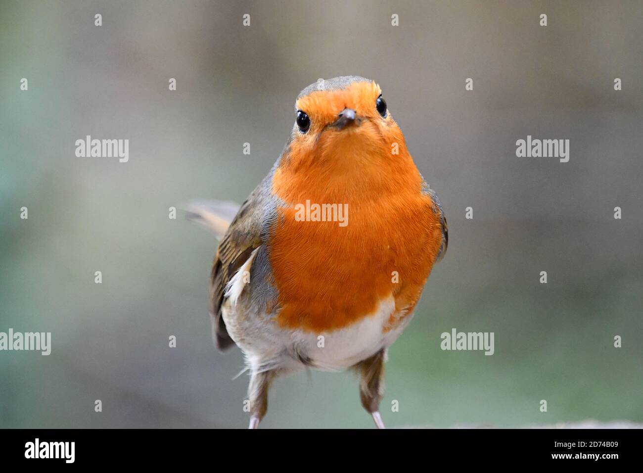 Robin looking at the camera Stock Photo - Alamy