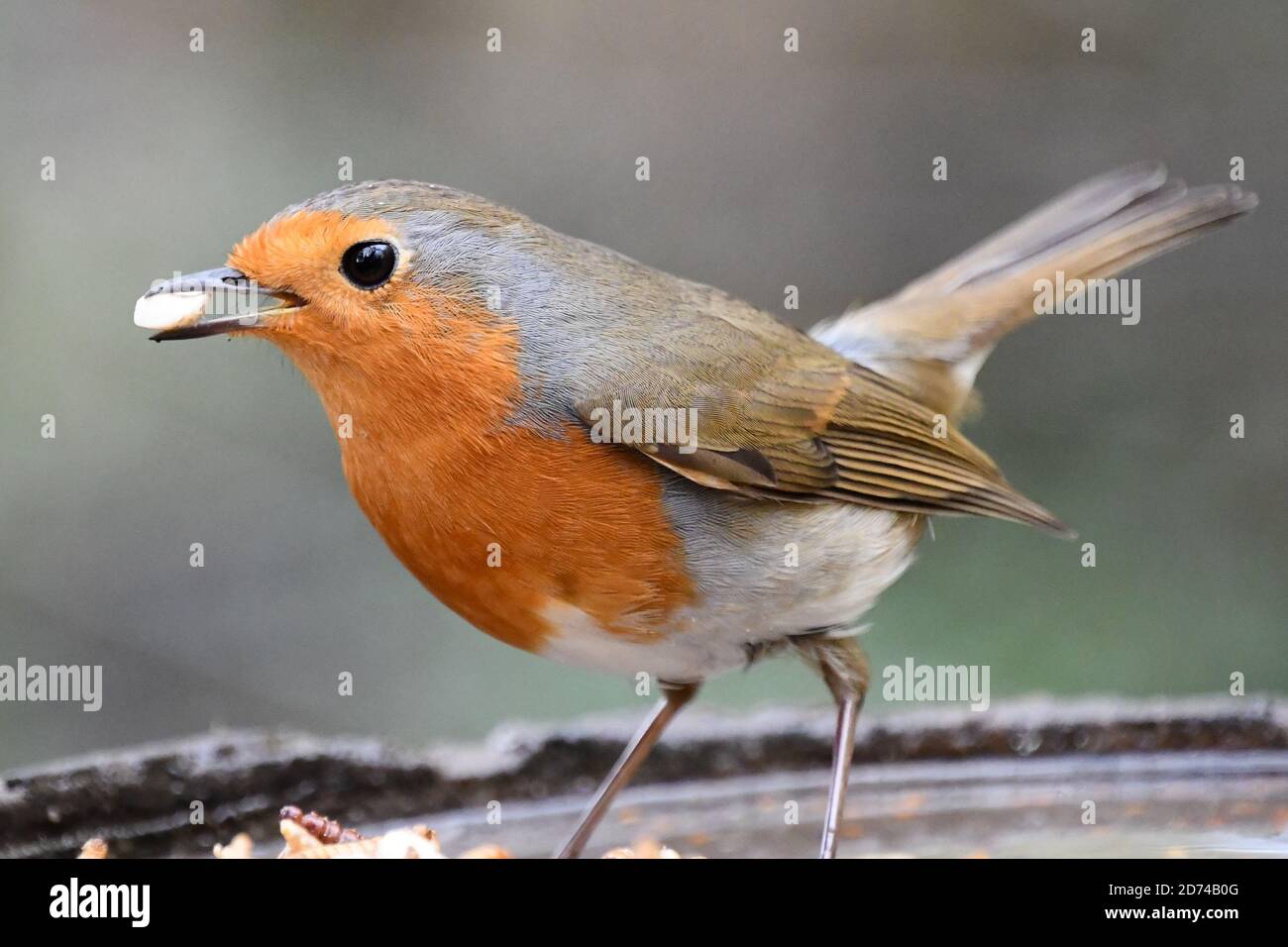 Robin eating seed hi-res stock photography and images - Alamy