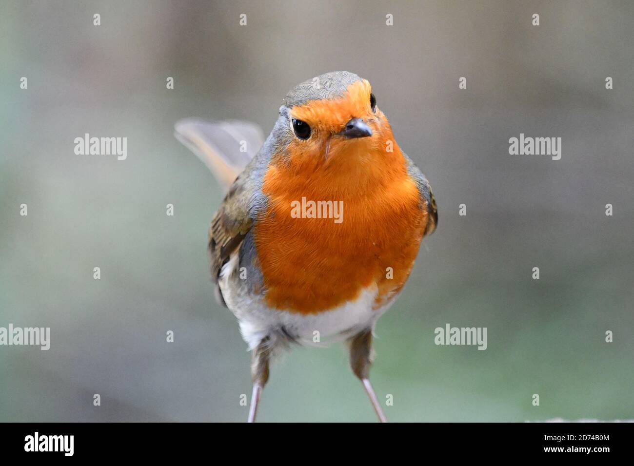 Robin looking at the camera Stock Photo - Alamy