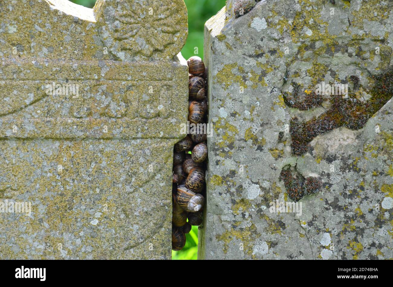 Snail meeting place in a small gap Stock Photo - Alamy