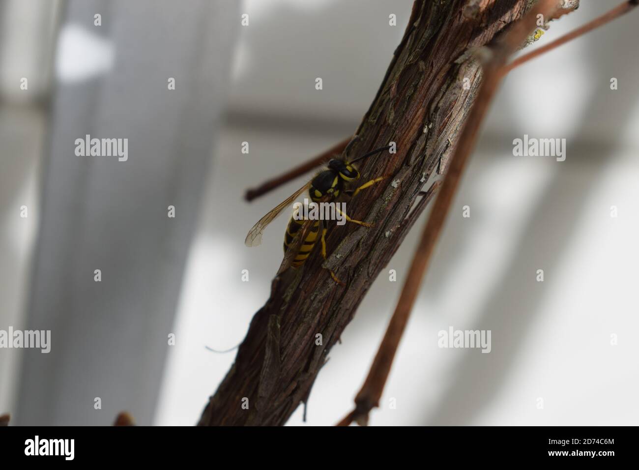 Calm wasp hi-res stock photography and images - Alamy