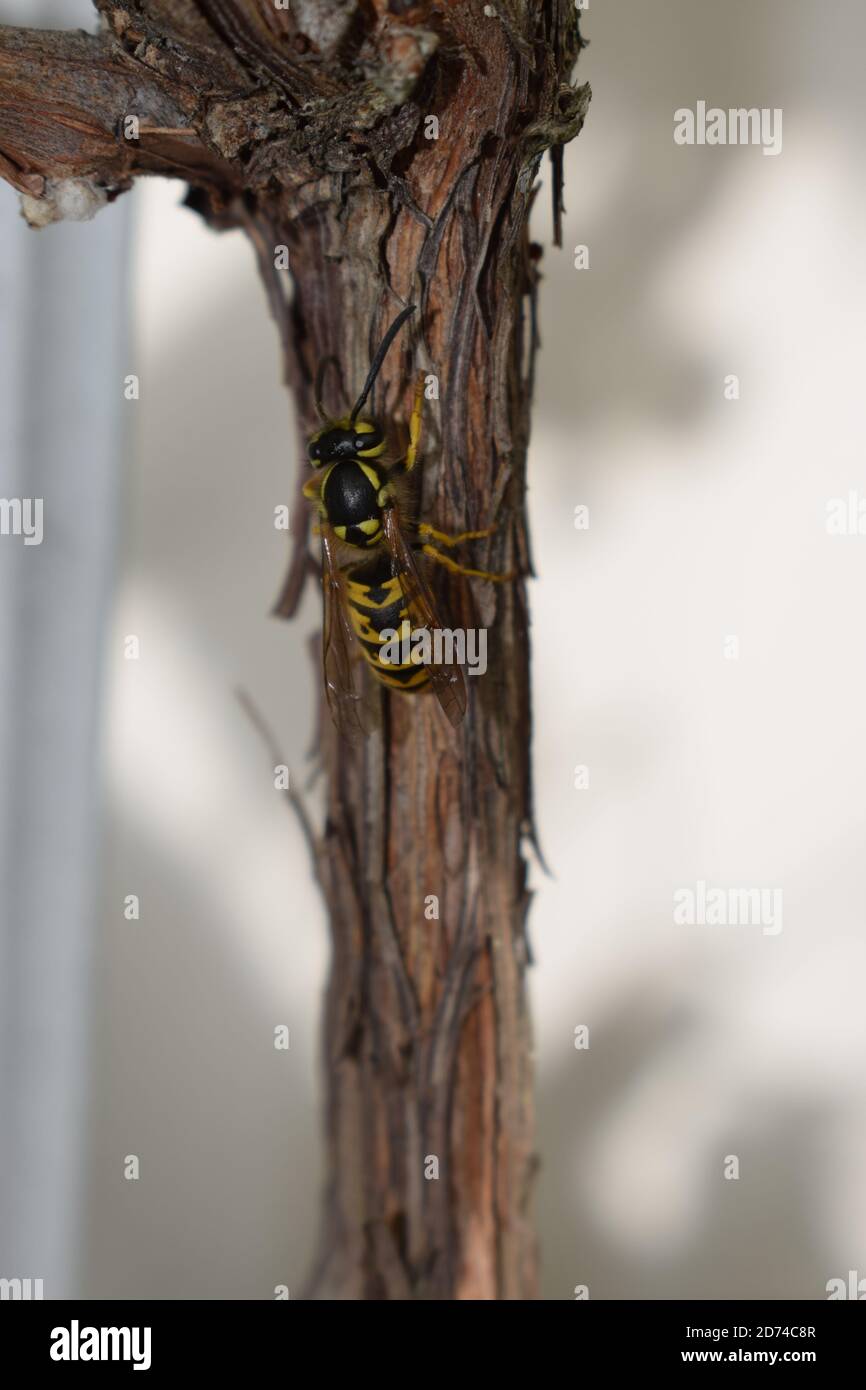wasp taking a rest Stock Photo - Alamy