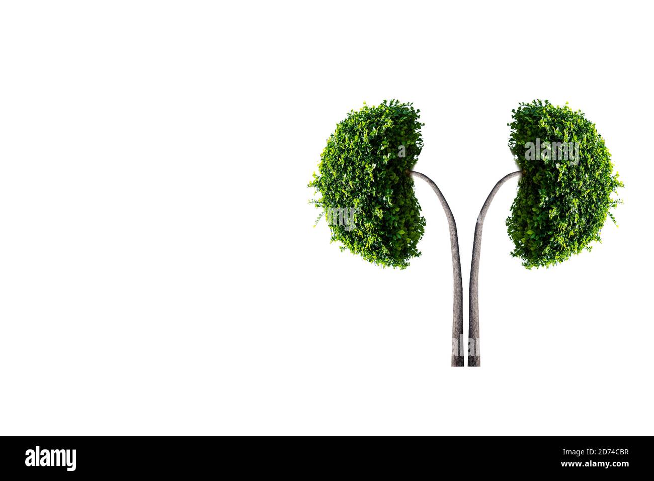Trees (kidneys), 3D environmental and medical concepts Stock Photo - Alamy