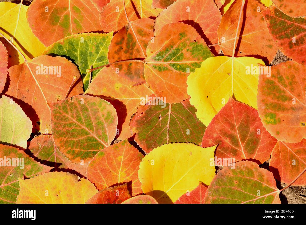 Beautiful Colorful Fall Aspen Leaves, or Quaking Aspen Leaves, that ...
