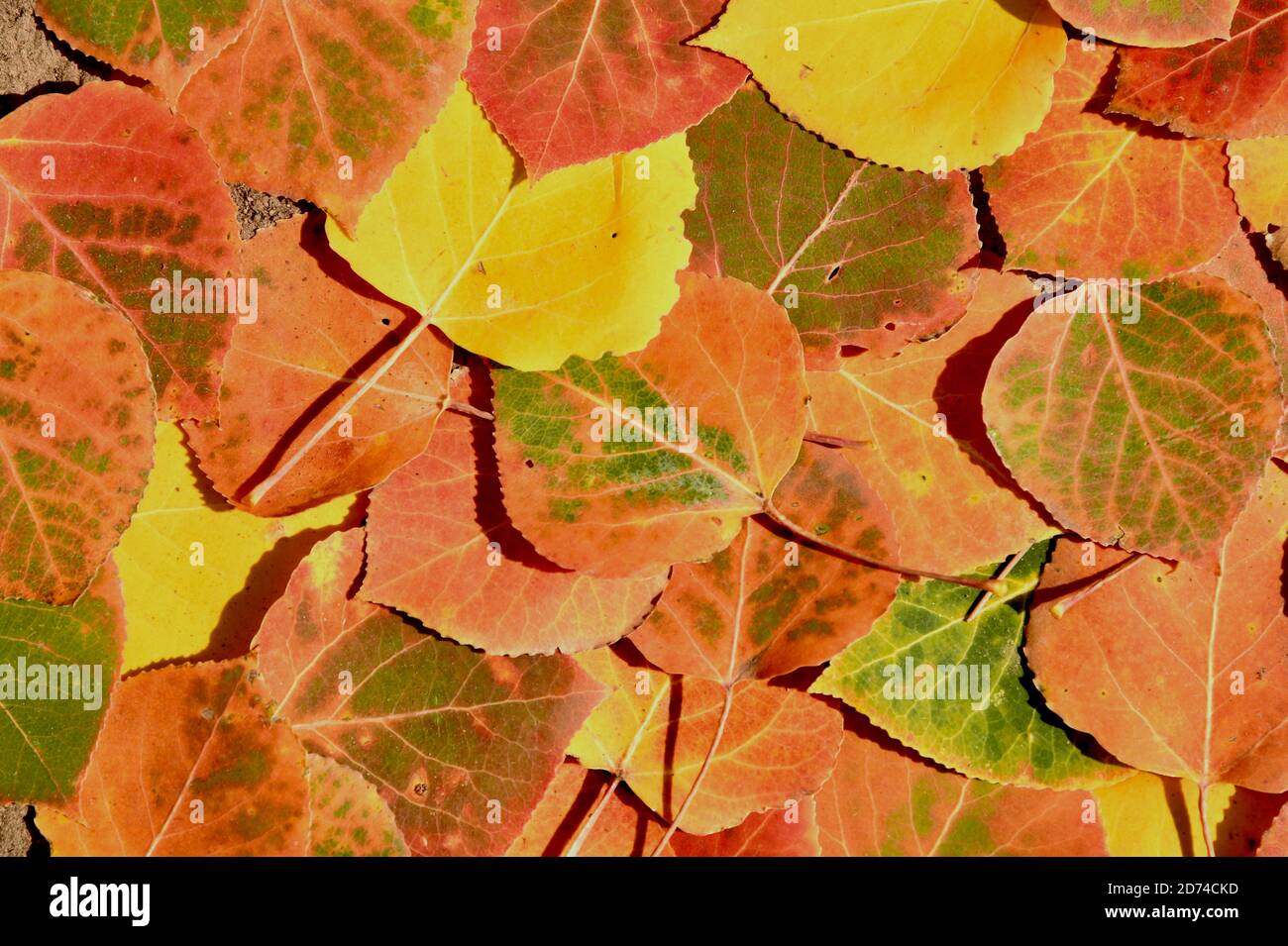 Beautiful Colorful Fall Aspen Leaves, or Quaking Aspen Leaves, that ...