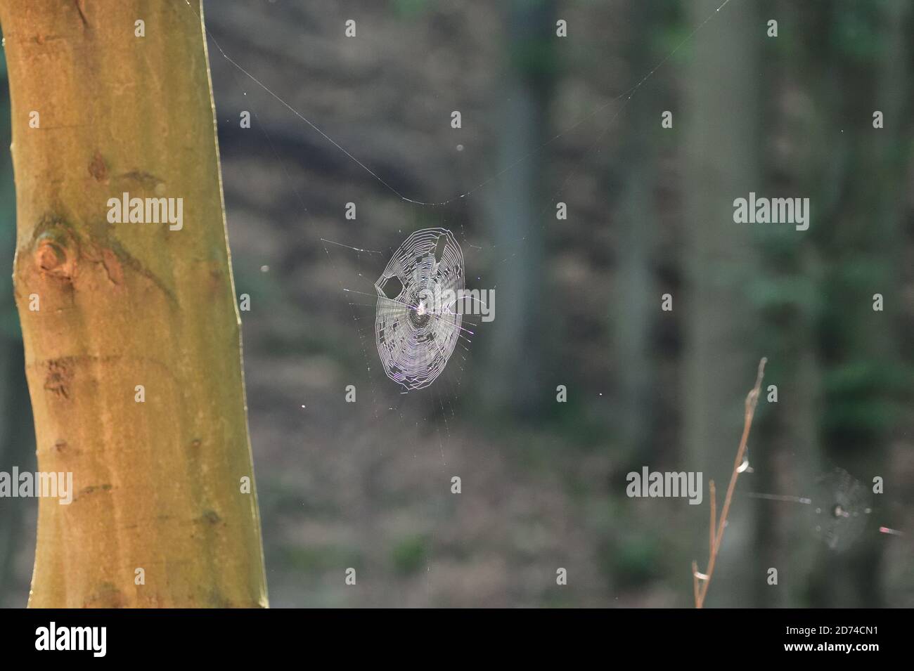 Spider among trees hi-res stock photography and images - Alamy
