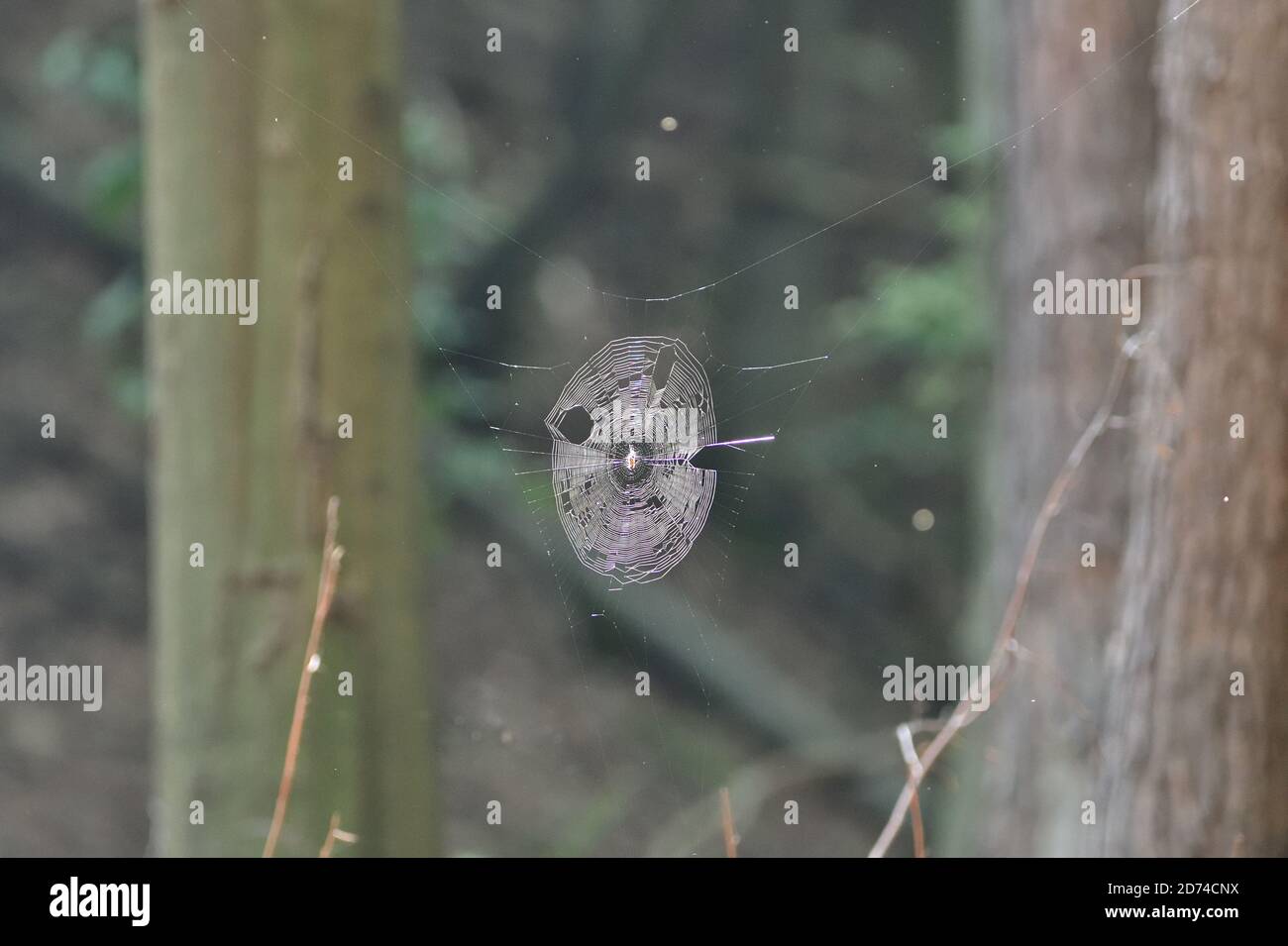 Spider among trees hi-res stock photography and images - Alamy
