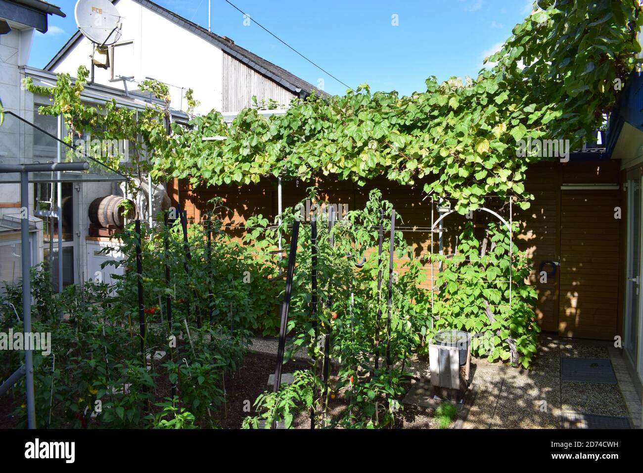 vine growing in the Eifel Stock Photo - Alamy