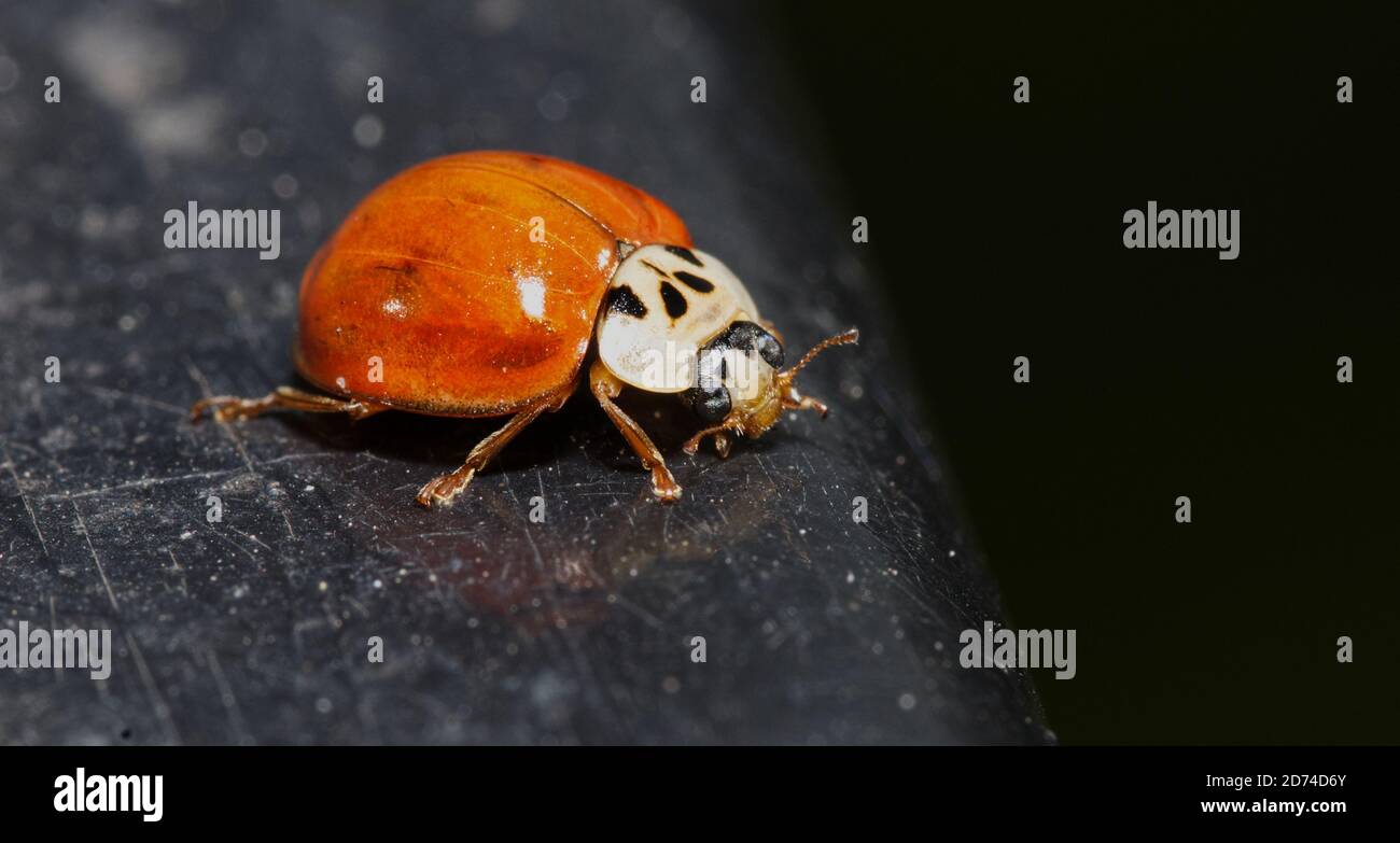 Lady bug macro photography hi-res stock photography and images - Alamy