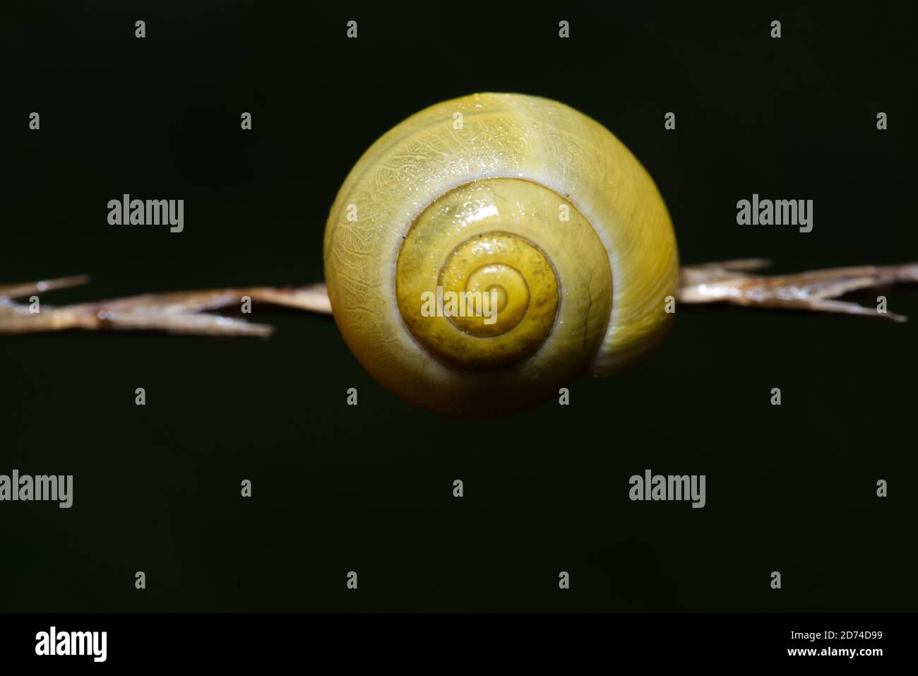 white lipped snail shell on grass Stock Photo - Alamy