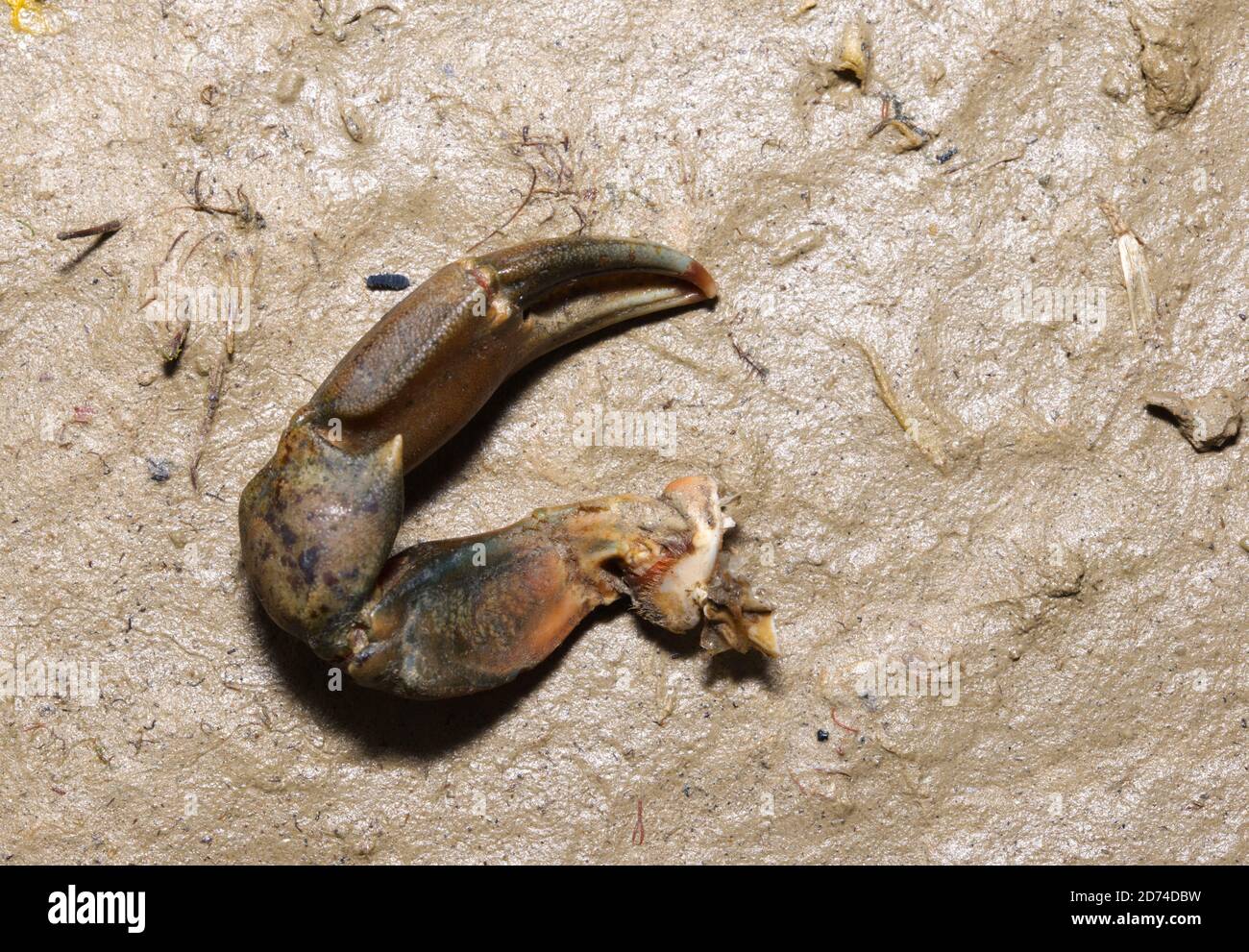 crab claw detached lying on sand Stock Photo - Alamy