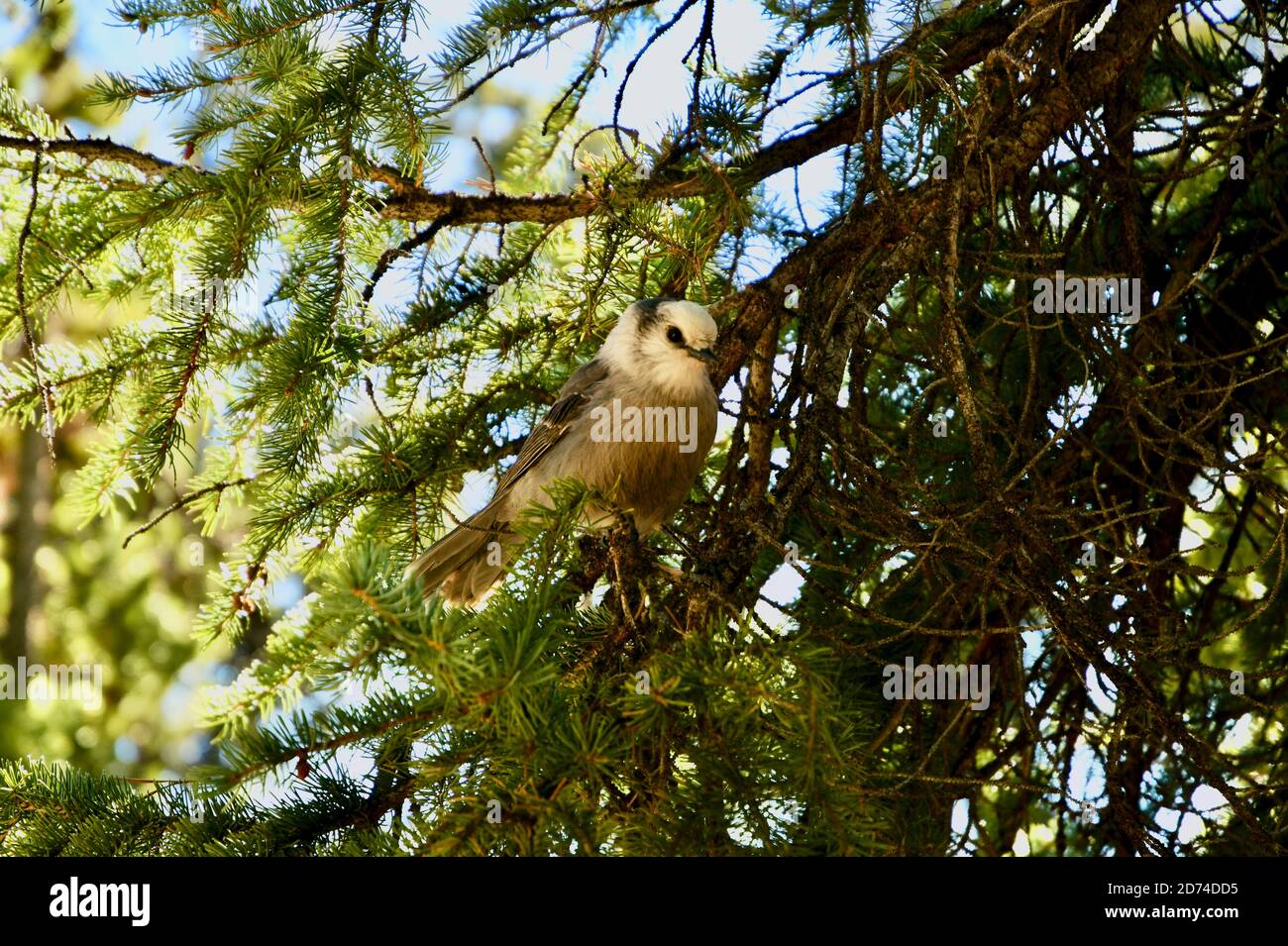 Blue jay flying hi-res stock photography and images - Alamy