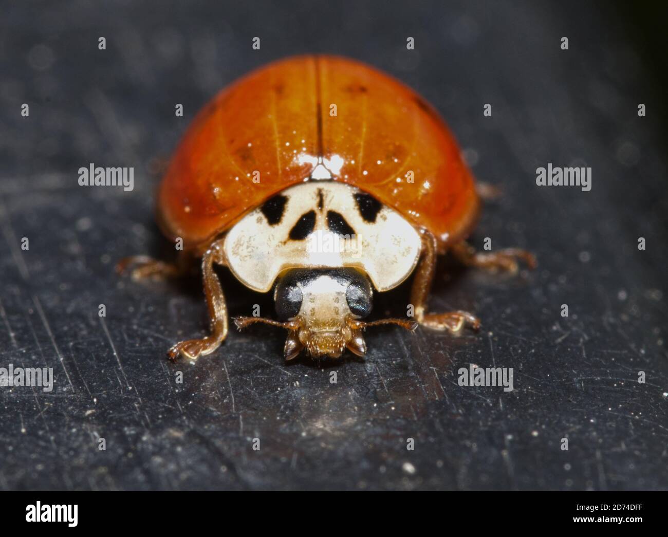 Lady bug macro photography hi-res stock photography and images - Alamy