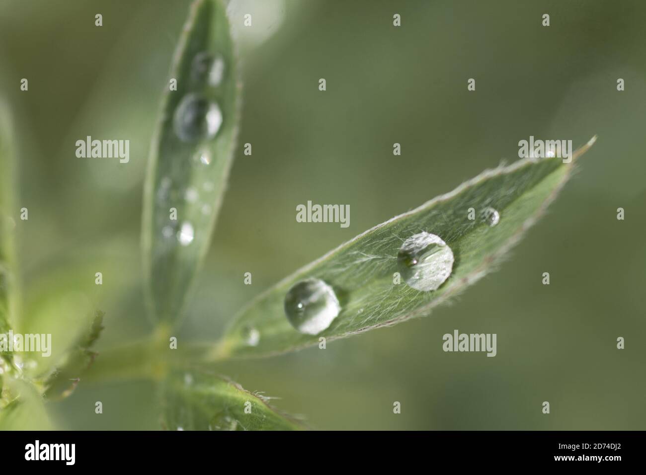 Shallow focus shot waterdrops hi-res stock photography and images - Alamy