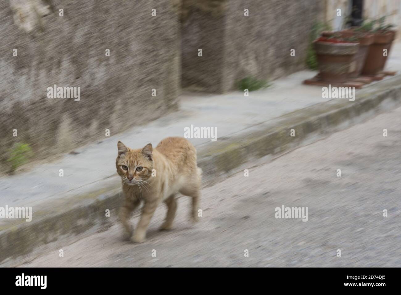 Closeup shot of a cute cat running on the street Stock Photo - Alamy