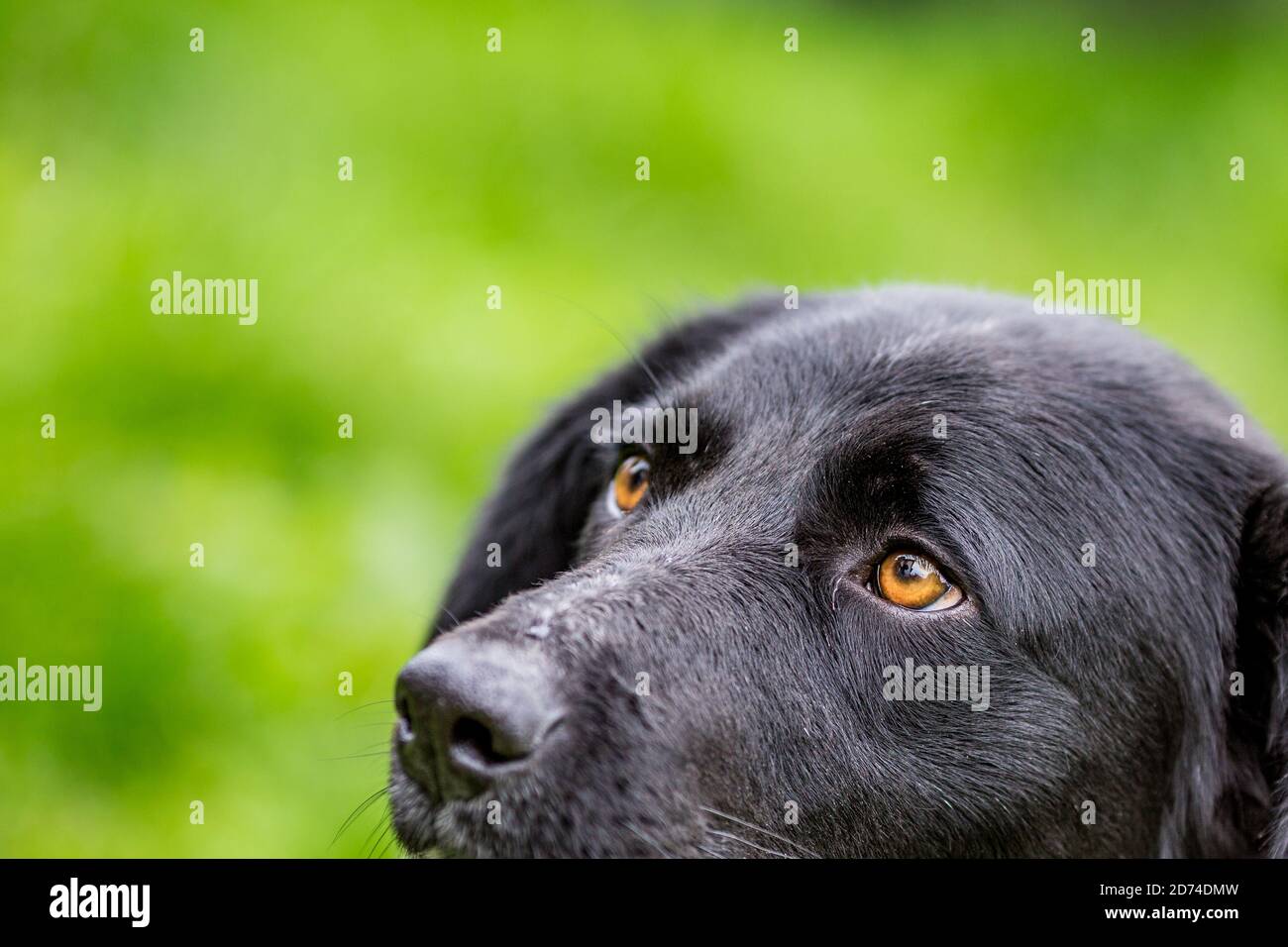 Close up partial head-shot animal outdoors portrait of black stray dog ...