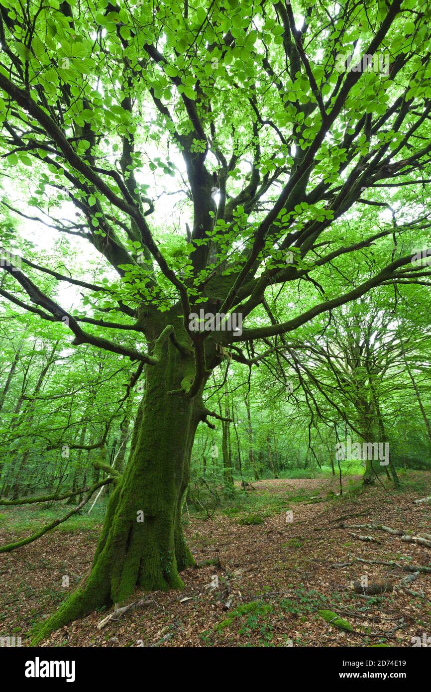 Alte Buche im Wald Cotentin Halbinsel Normandie Stock Photo - Alamy