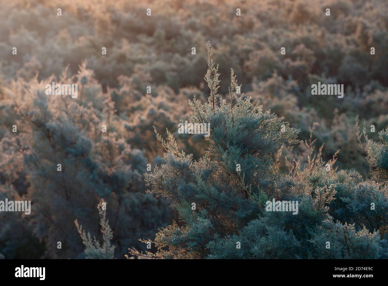 Dew drops on a tree branch Stock Photo - Alamy