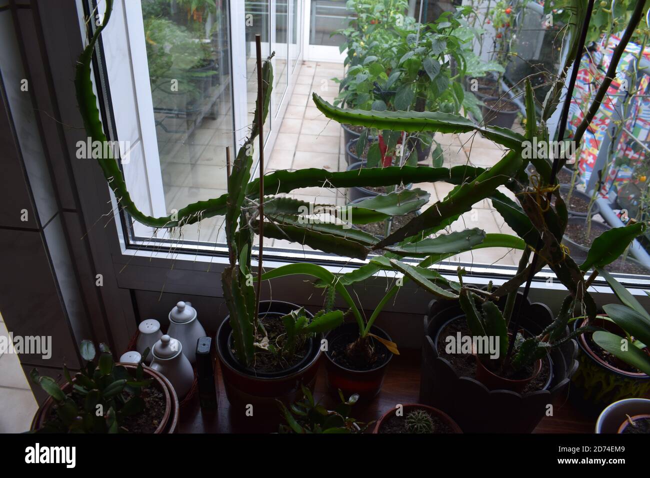 snake shaped cactus Stock Photo - Alamy