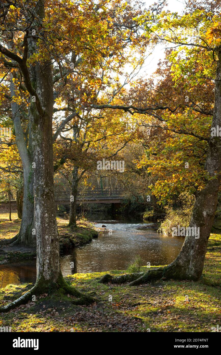 A stream running through woods and under a bridge in autumn Stock Photo ...