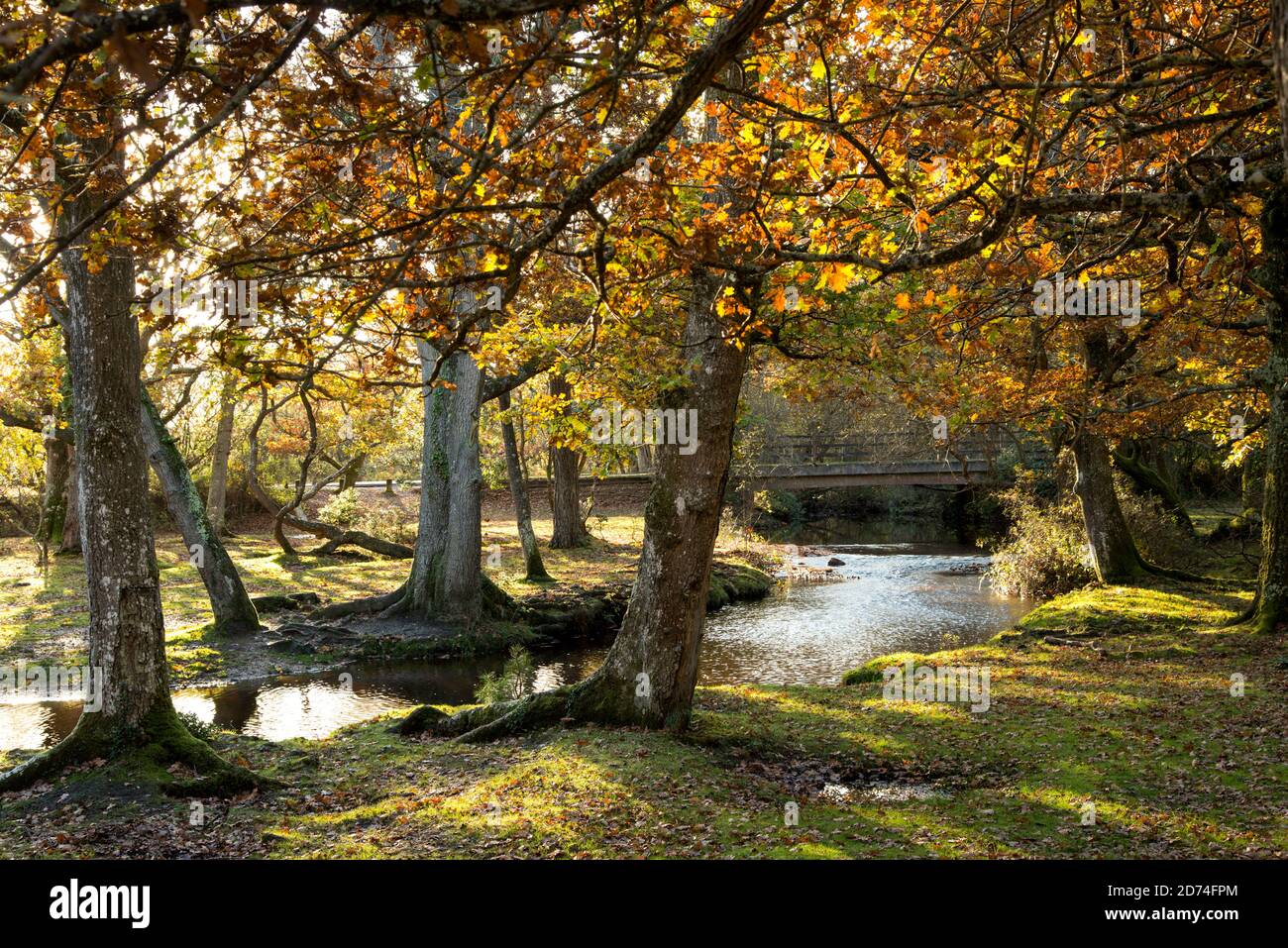 A stream running through woods and under a bridge in autumn Stock Photo ...