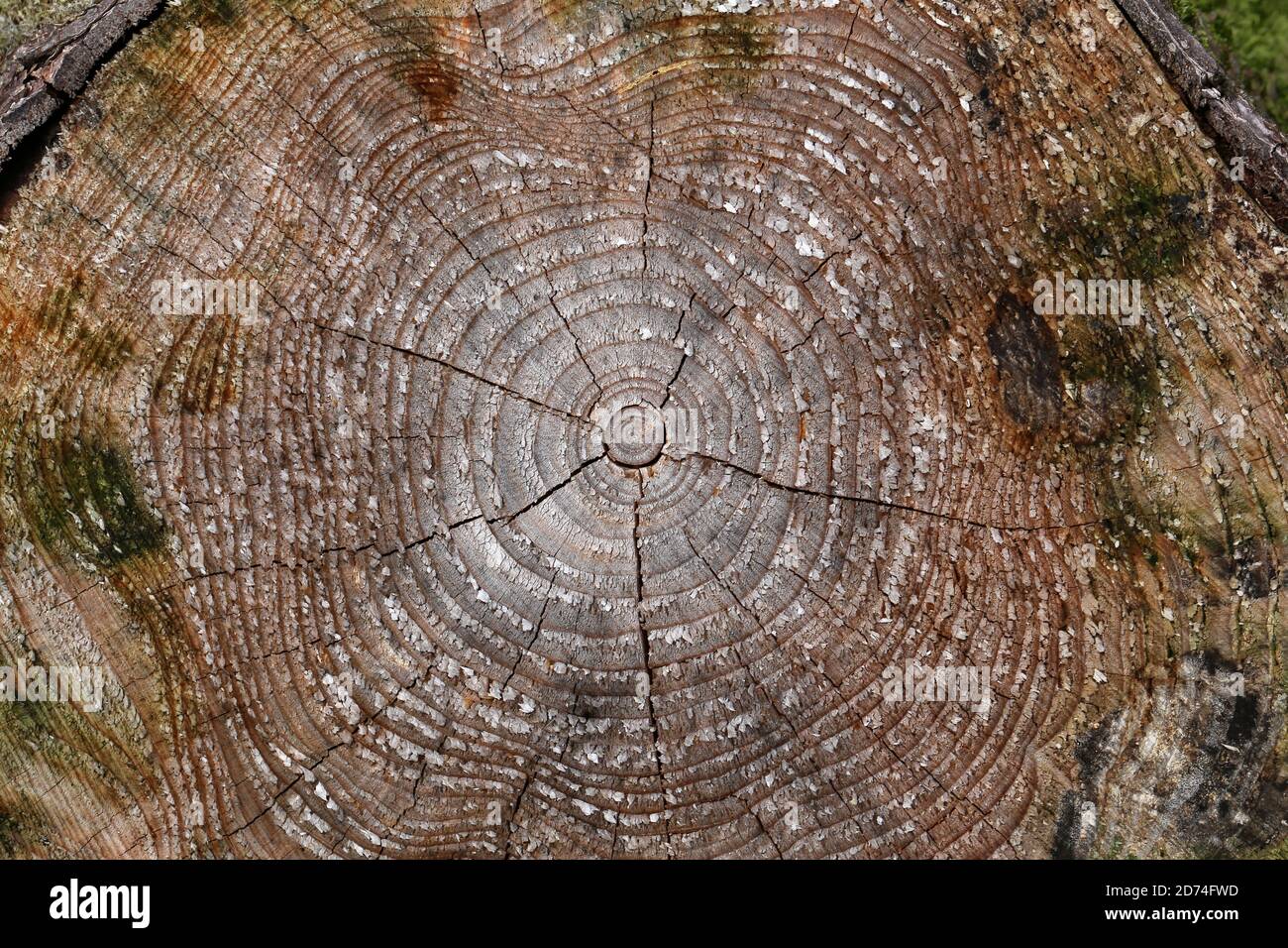 Redwood tree rings hi-res stock photography and images - Alamy
