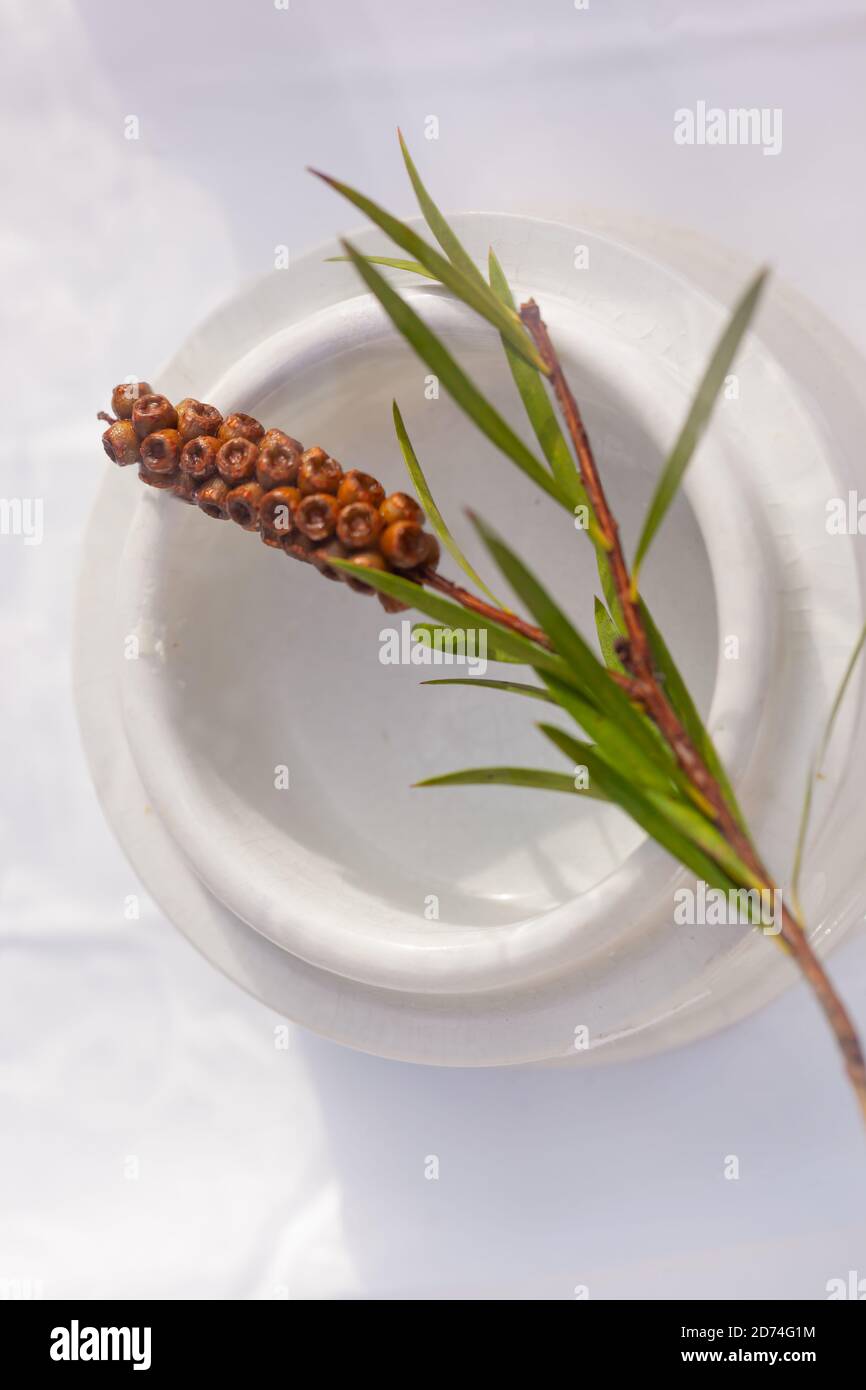 Botanical Beauty - High-Resolution close up of a single stem of ...