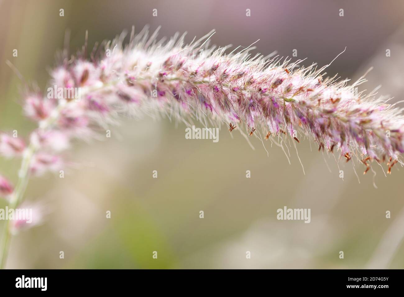 Pennisetum orientale 'Karley Rose', Oriental Fountain Grass Stock Photo ...
