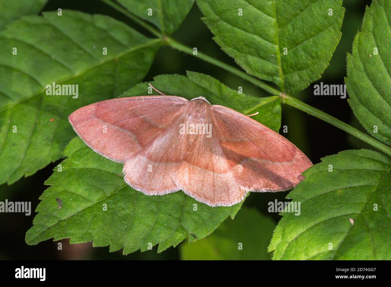 A barred red is sitting on a leave Stock Photo - Alamy
