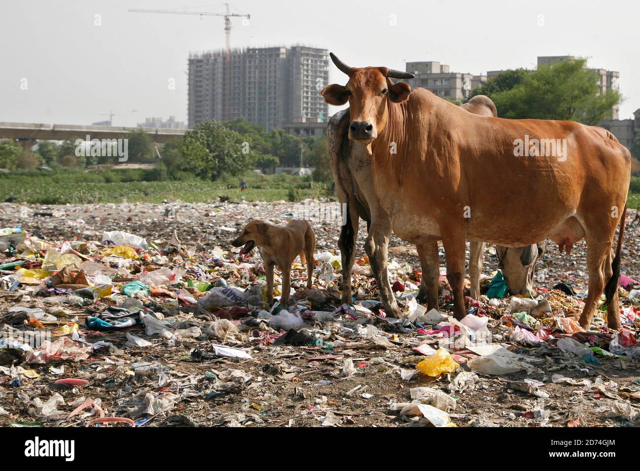 Stray cows stand at a garbage dump yard in Delhi, NCR (National capital ...