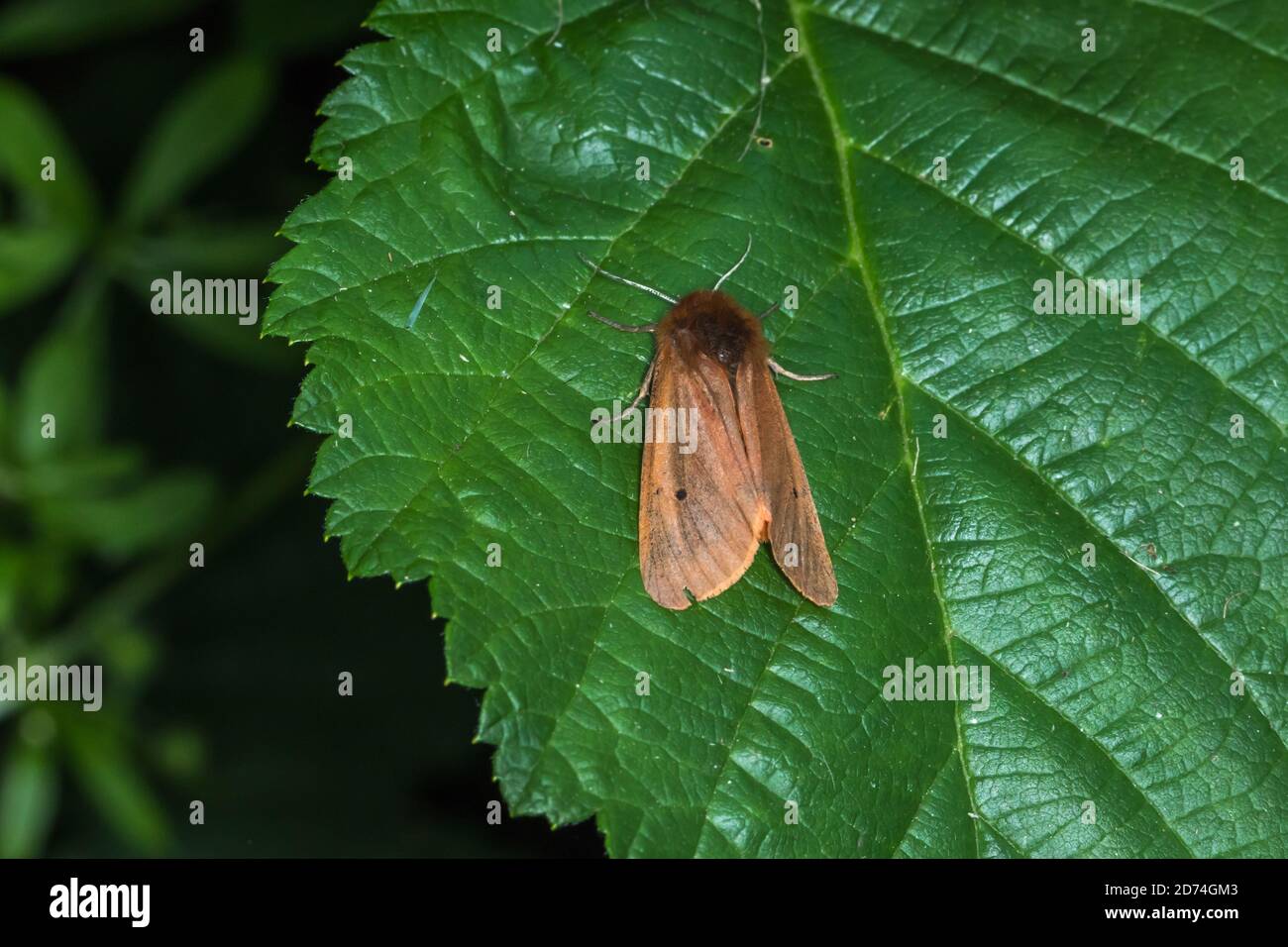 A ruby tiger is sitting on a leave Stock Photo - Alamy