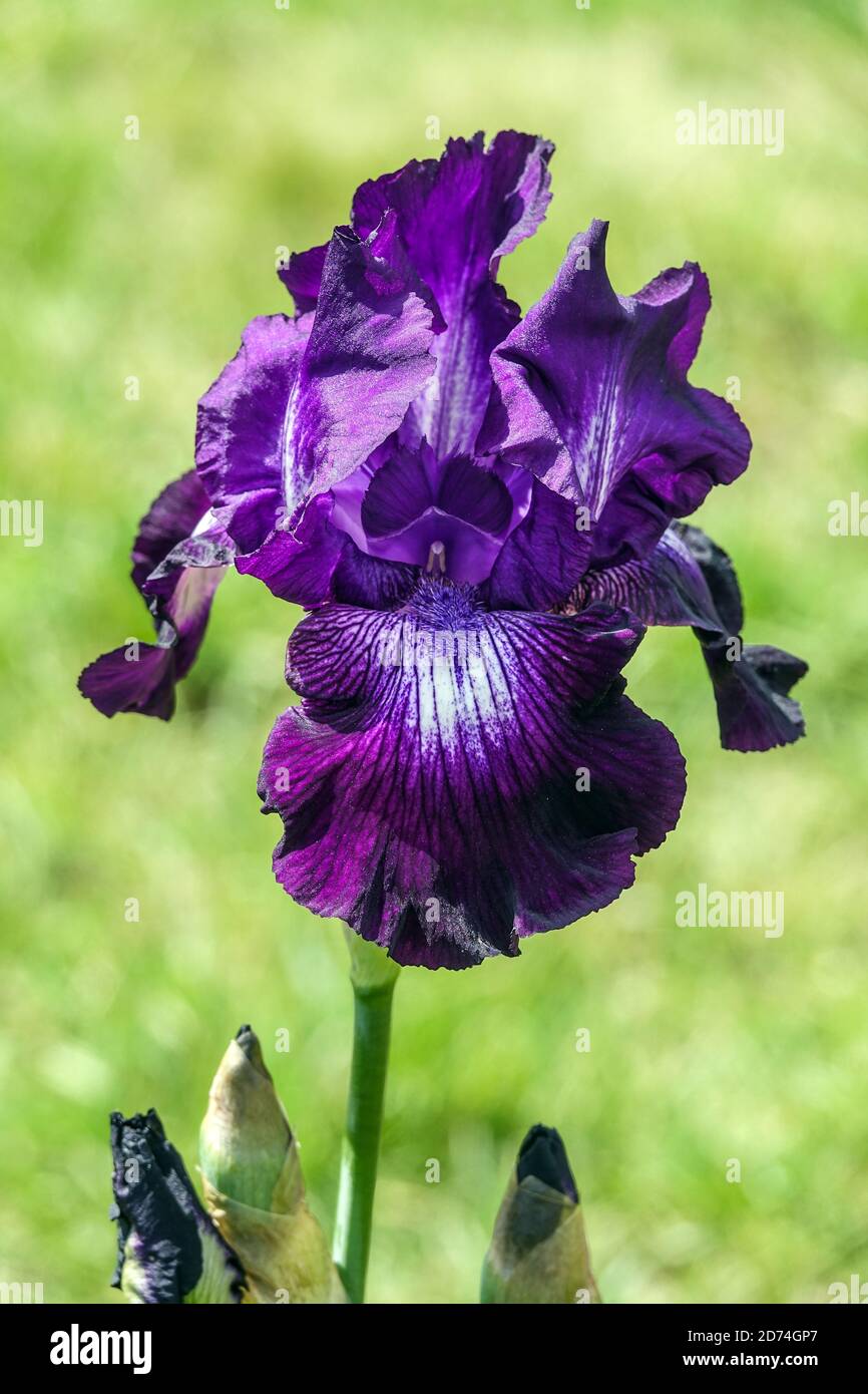 Dark Blue Iris Flower